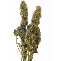 From the Field Organic Catnip Buds - 5oz Tub – Poudre Pet and Feed Supply