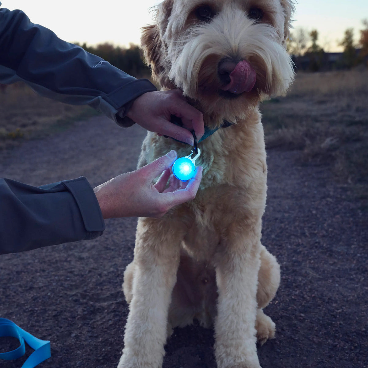 NiteIze Spotlit Rechargeable Dog/Cat Collar Light - Blue – Poudre Pet ...